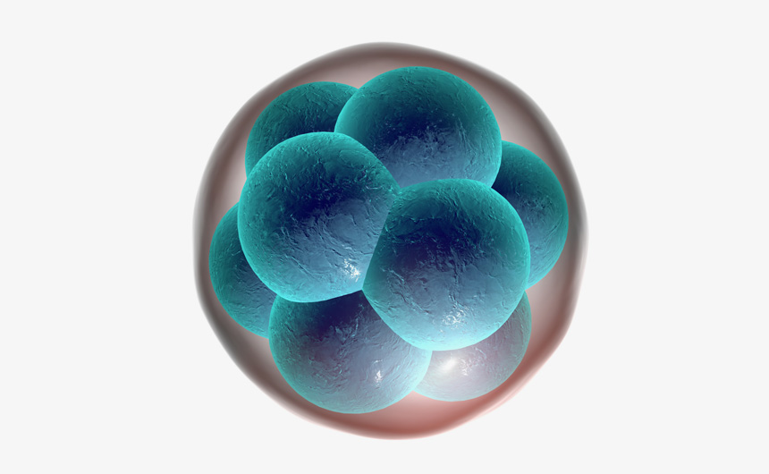 Embryo Adoption | Embryo donors from Russia